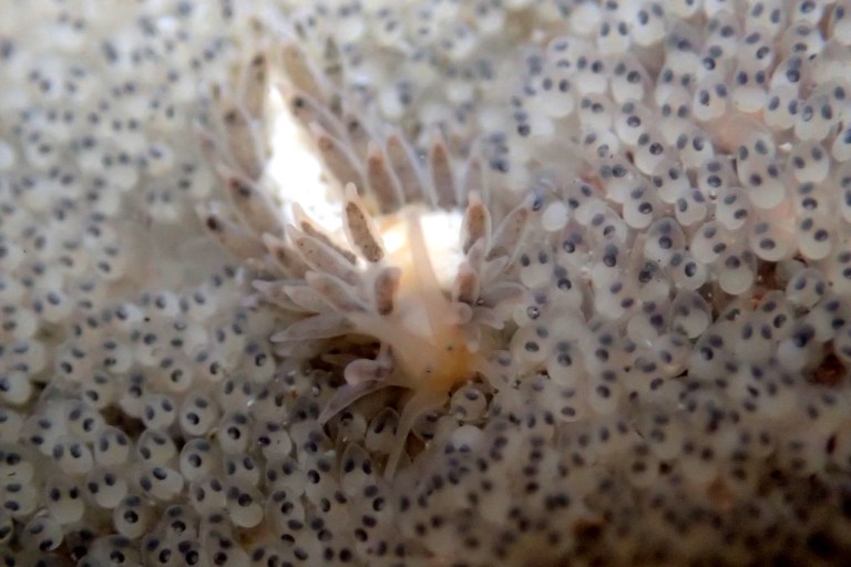 A predator among the fish eggs: Calma gobioophaga sea slug – Cornish ...