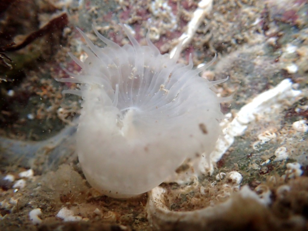 A predator among the fish eggs: Calma gobioophaga sea slug – Cornish ...