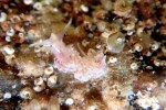 A Surprise Sea Slug – Cornish Rock Pools