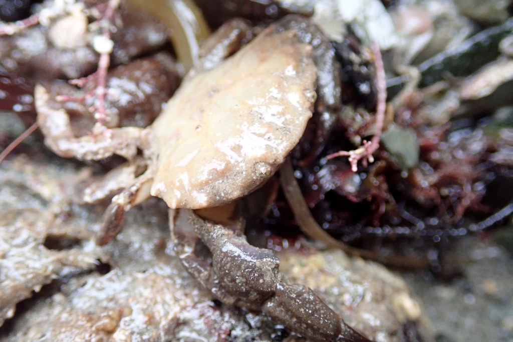 A Surprise Sea Slug – Cornish Rock Pools