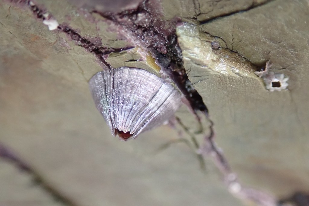 A Surprise Sea Slug – Cornish Rock Pools
