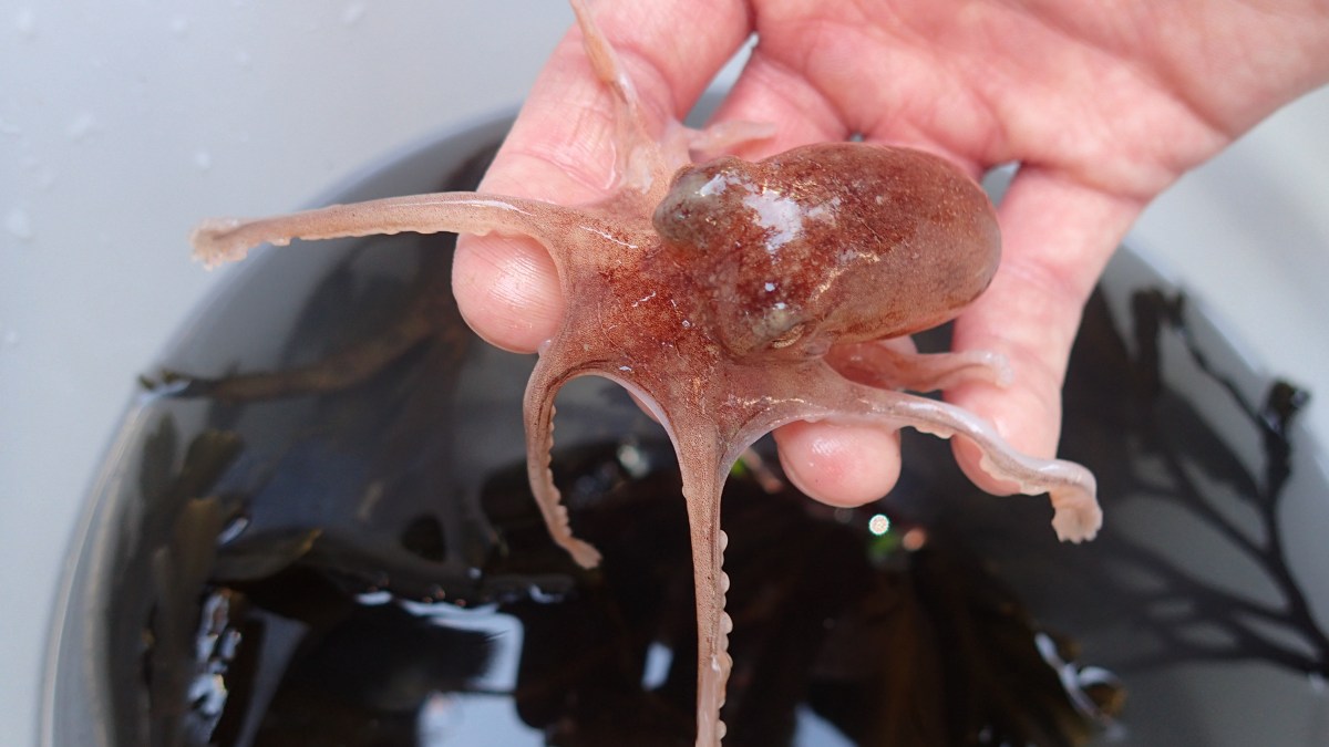Surprises in the rock pools | Cornish Rock Pools