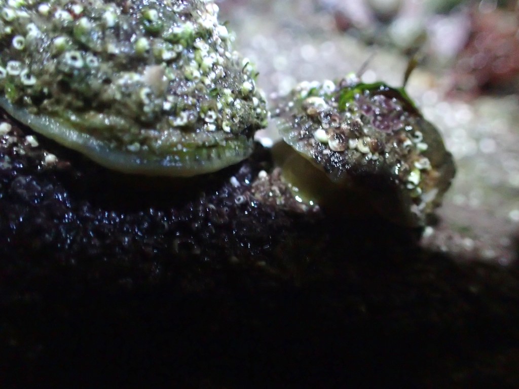 A Night Out in the Rock Pools – Cornish Rock Pools