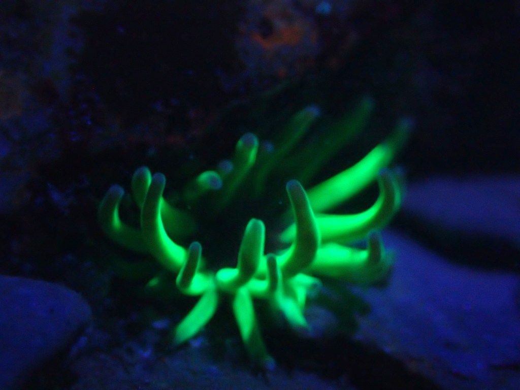 A Night Out in the Rock Pools – Cornish Rock Pools