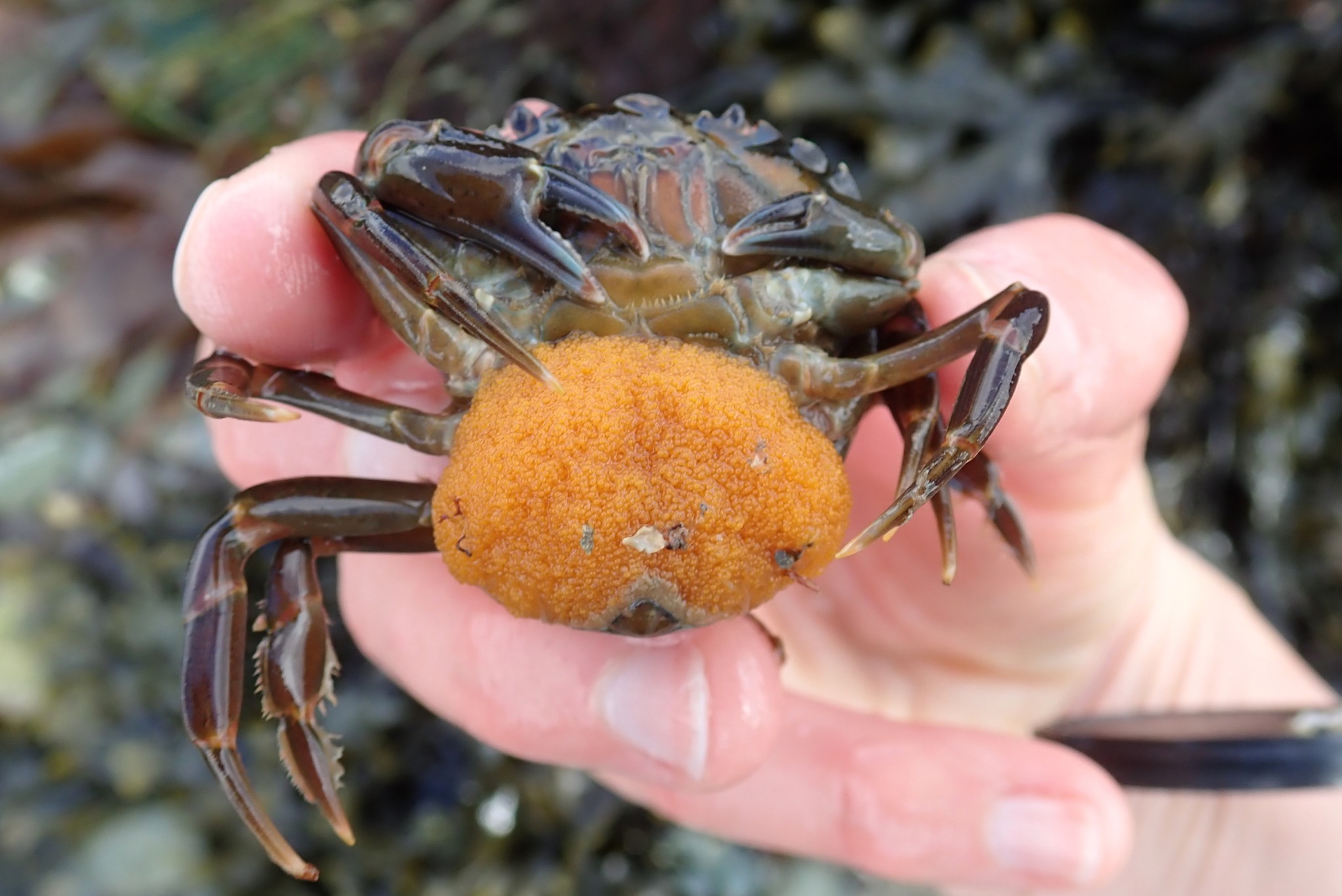 How to Pick up a Crab – Top 5 Tips – Cornish Rock Pools