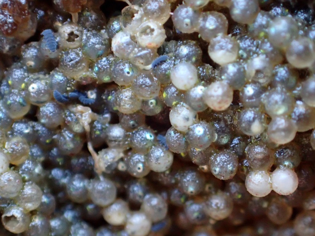 Pseudoscorpions, springtails and colourful eggs – Cornish Rock Pools