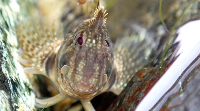 Friendly Fish at Kynance Cove | Cornish Rock Pools