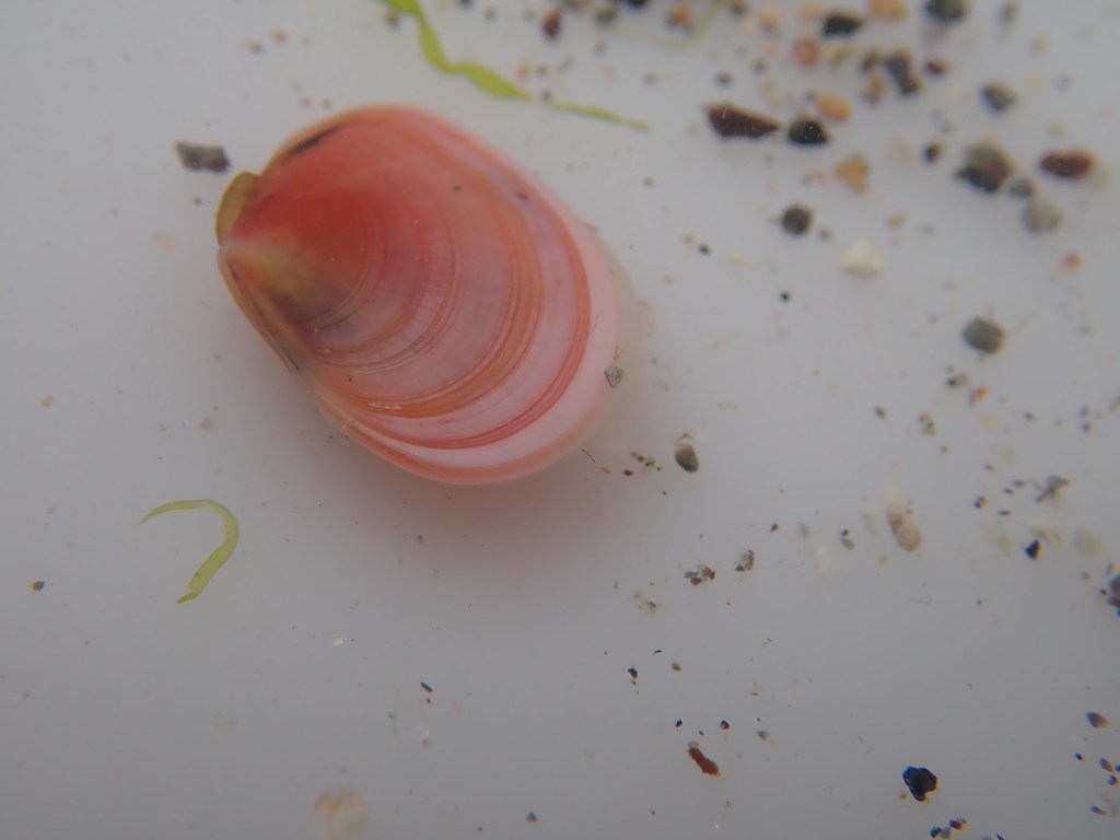 Rock Pooling at Coverack with Wildlife Watch – Cornish Rock Pools