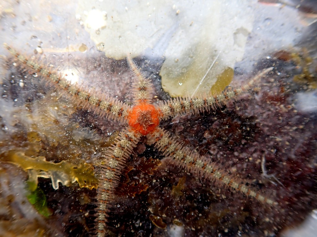 Secret Beach Day – Cornish Rock Pools