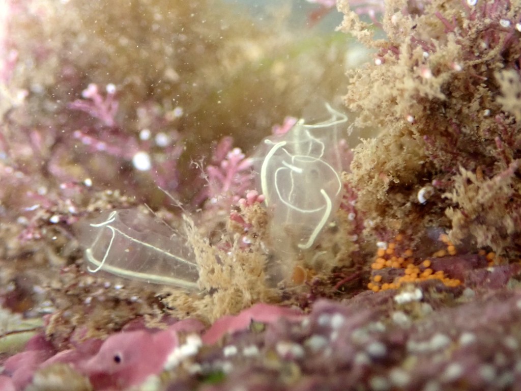 Secret Beach Day | Cornish Rock Pools