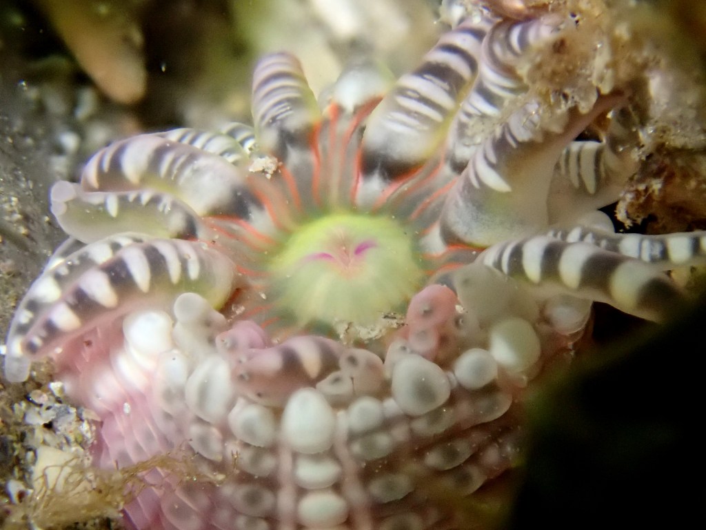 Full Moon in the Cornish Rock Pools – Cornish Rock Pools
