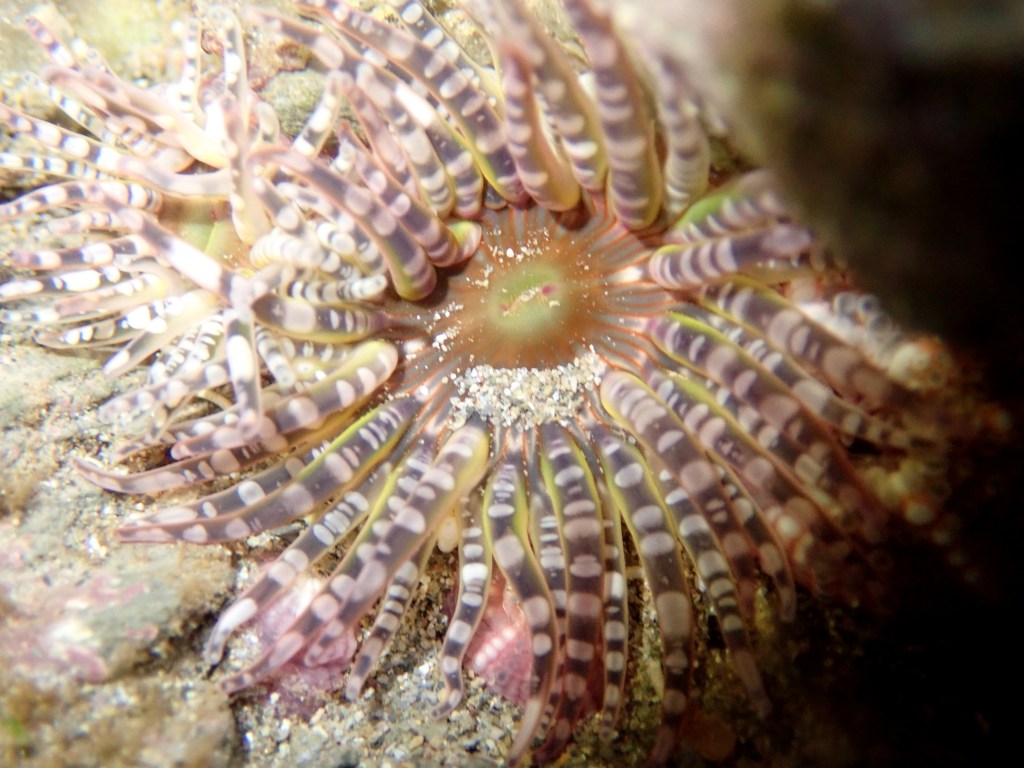 Gem anemone hunt – Cornish Rock Pools