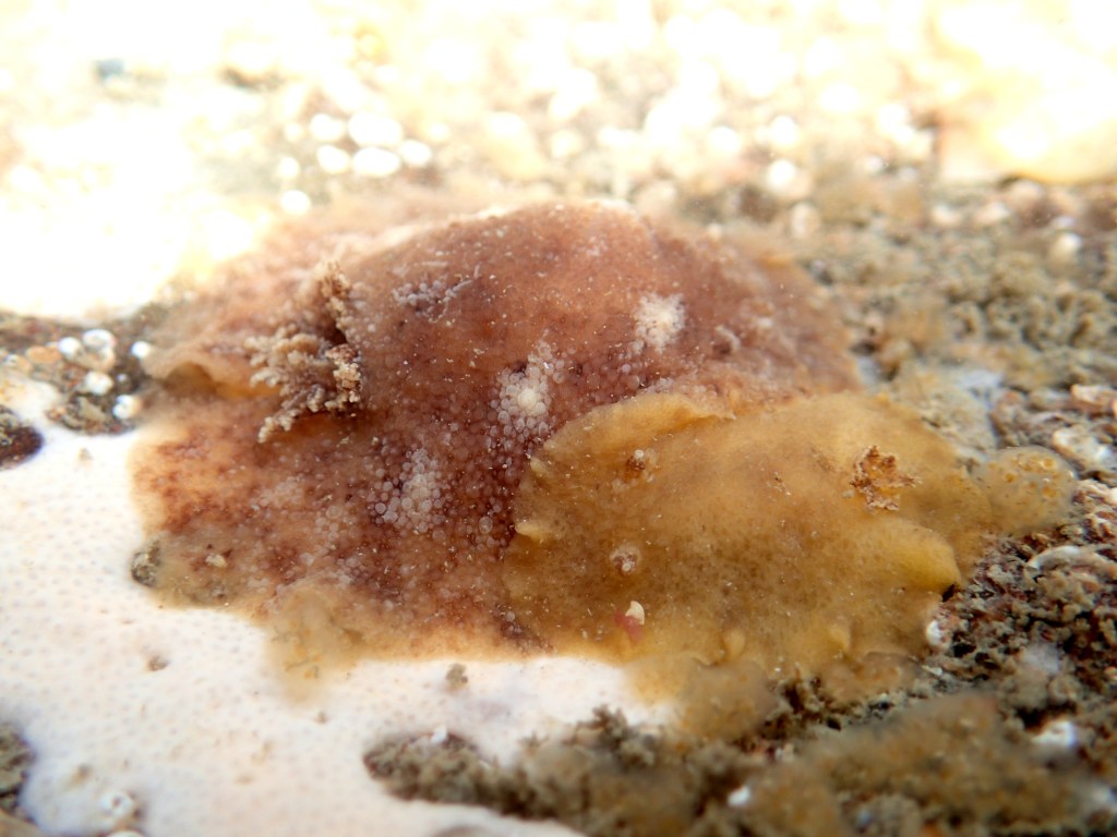 The Legendary Slug Formerly Known as Discodoris – Cornish Rock Pools