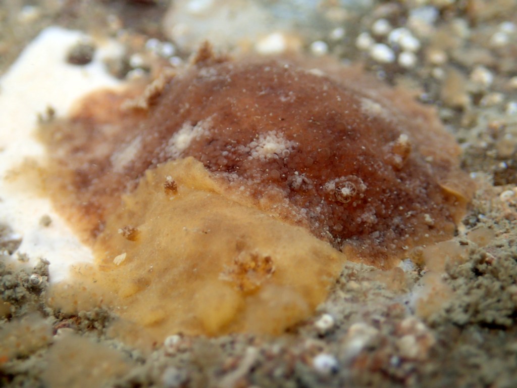 The Legendary Slug Formerly Known as Discodoris – Cornish Rock Pools