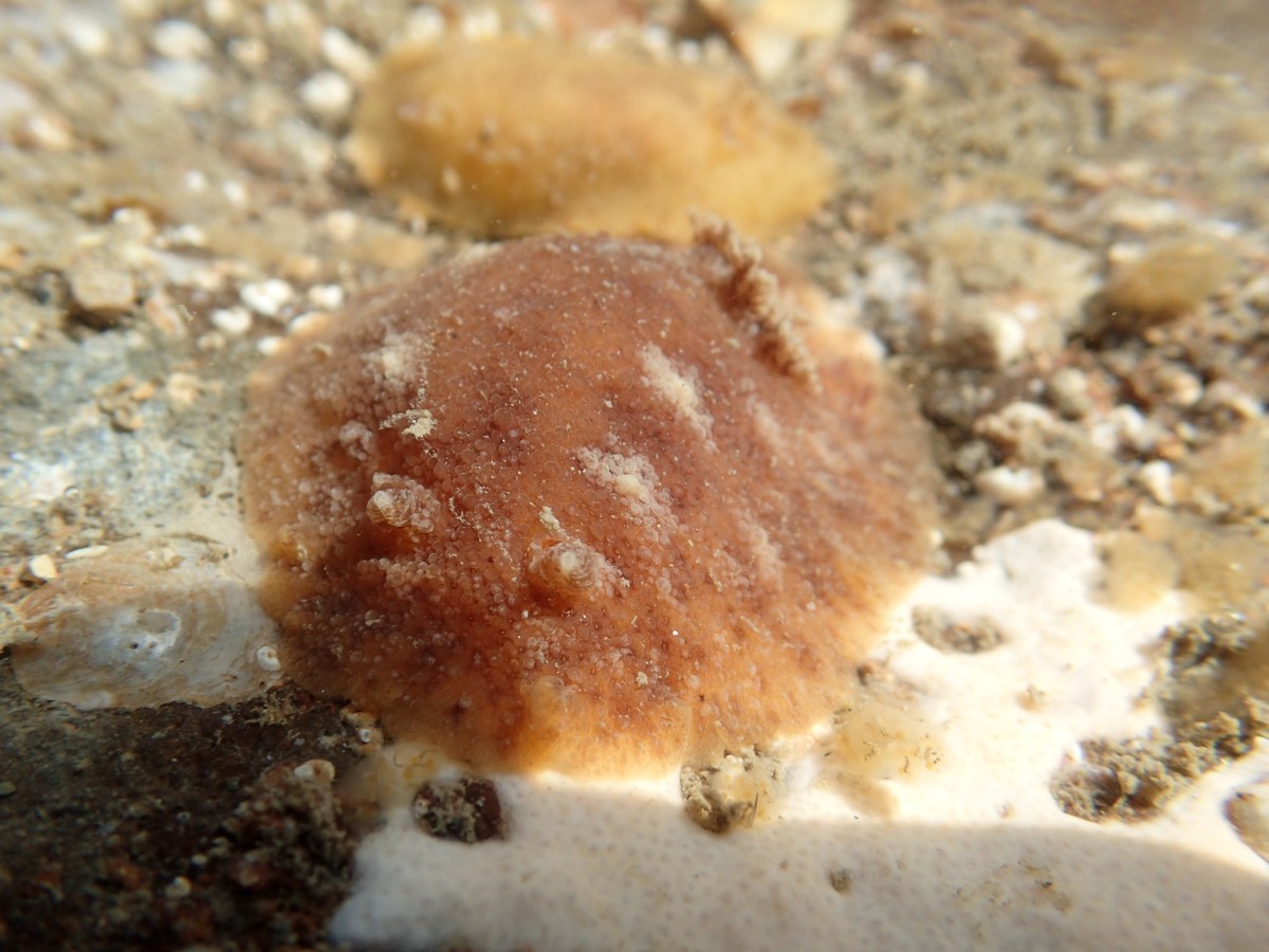 The Legendary Slug Formerly Known as Discodoris | Cornish Rock Pools