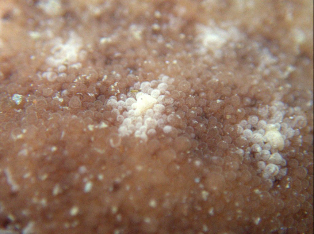 The Legendary Slug Formerly Known as Discodoris – Cornish Rock Pools