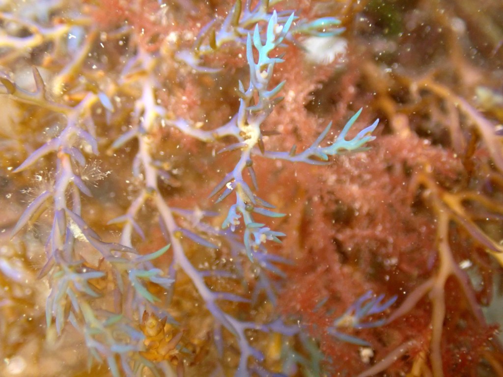 Rock Pool Bingo – Searching for Southerly Species (Part 1) – Cornish ...