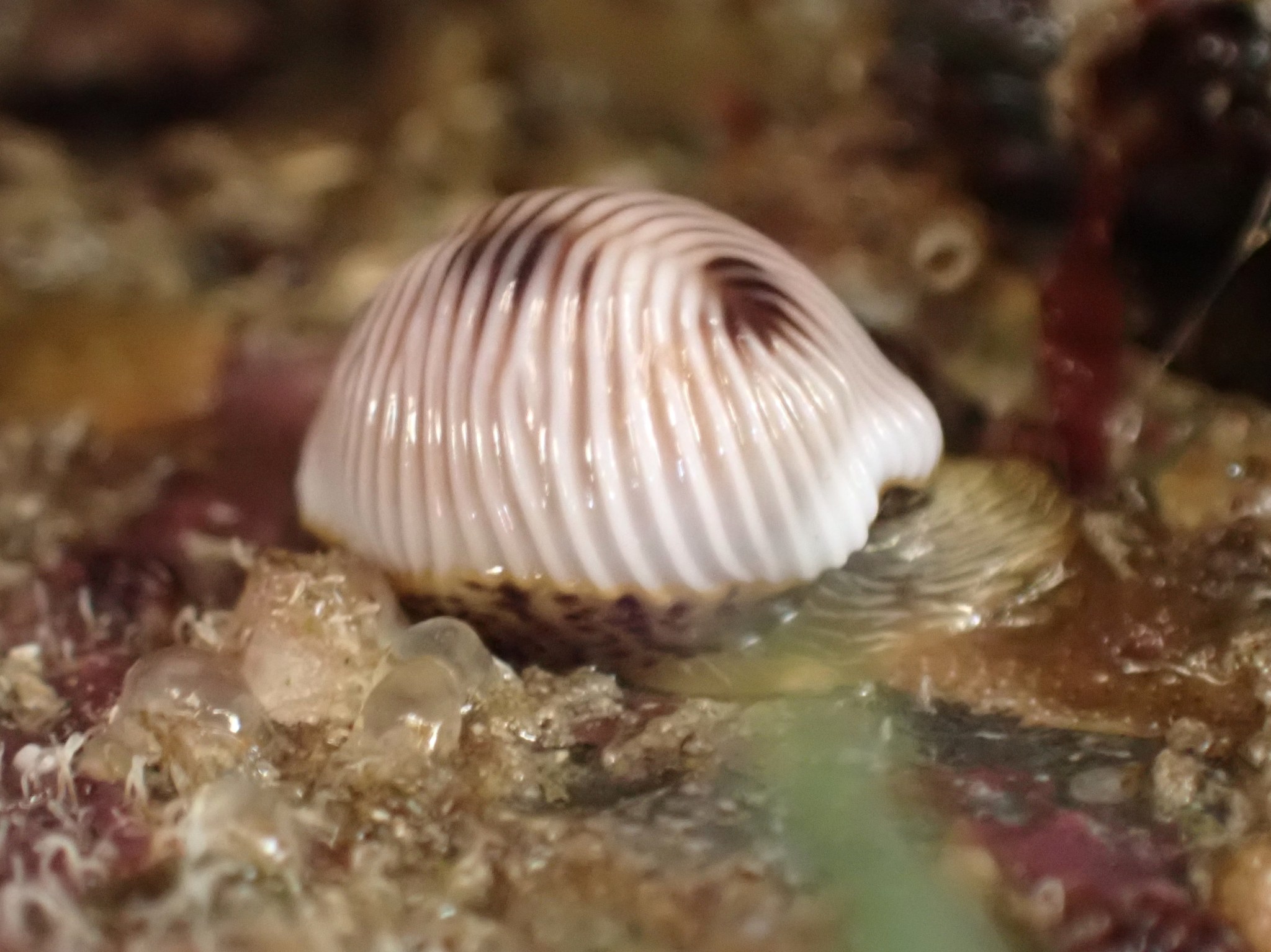 Seashell Collecting | Cornish Rock Pools