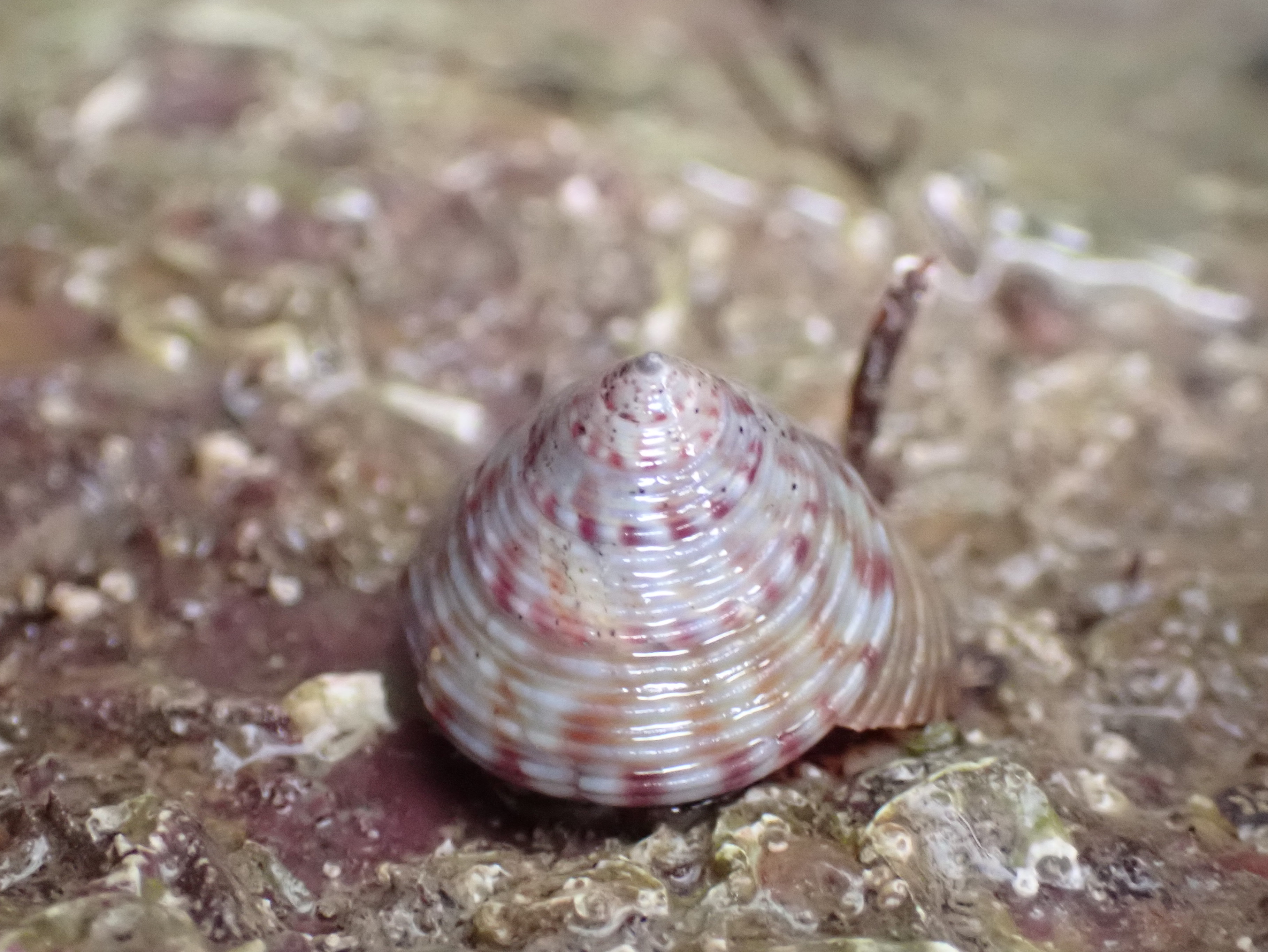 A Quick Winter Walk – Cornish Rock Pools