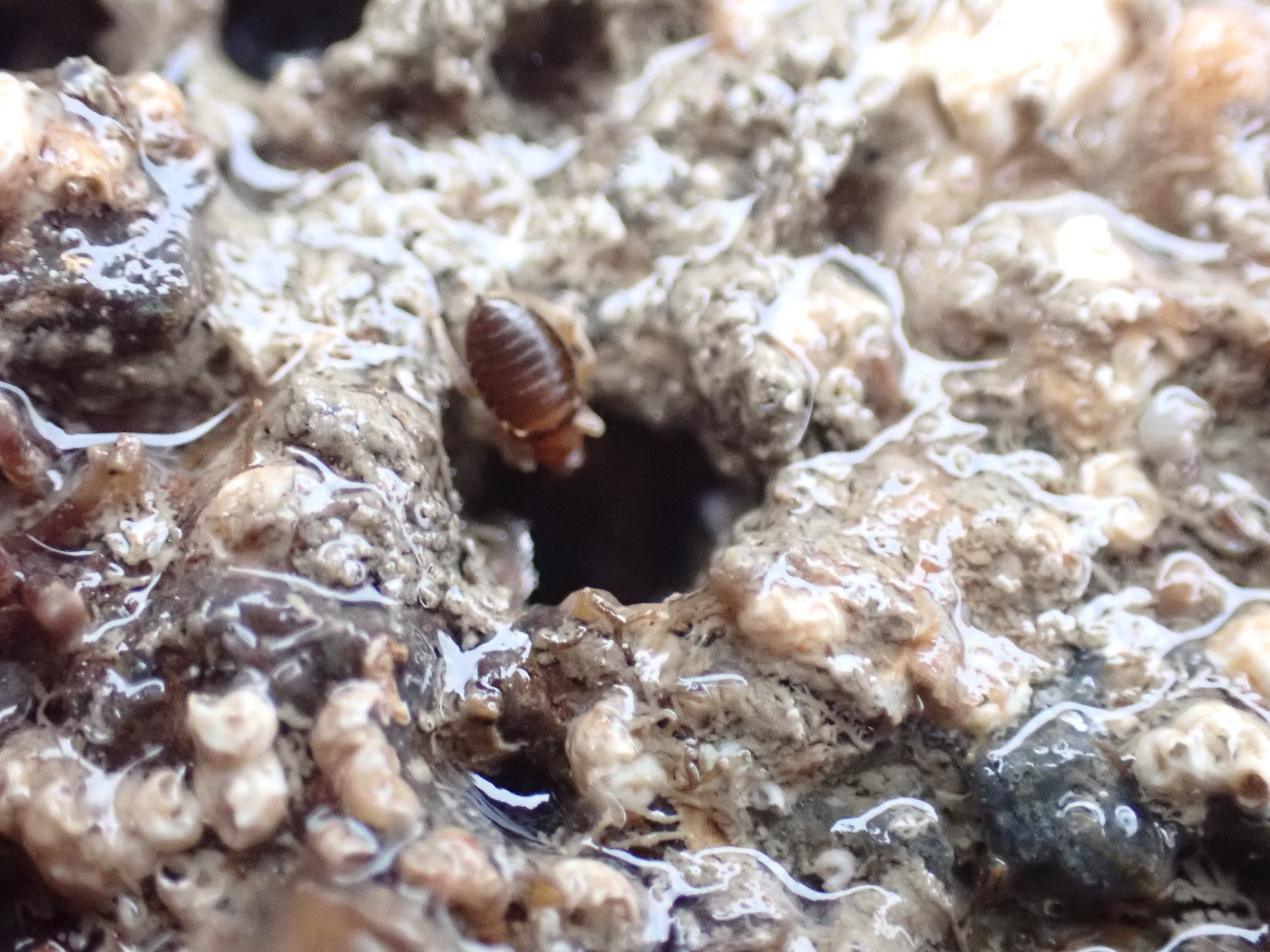 The Surprising Mini-World of Rock Pool Insects – Cornish Rock Pools