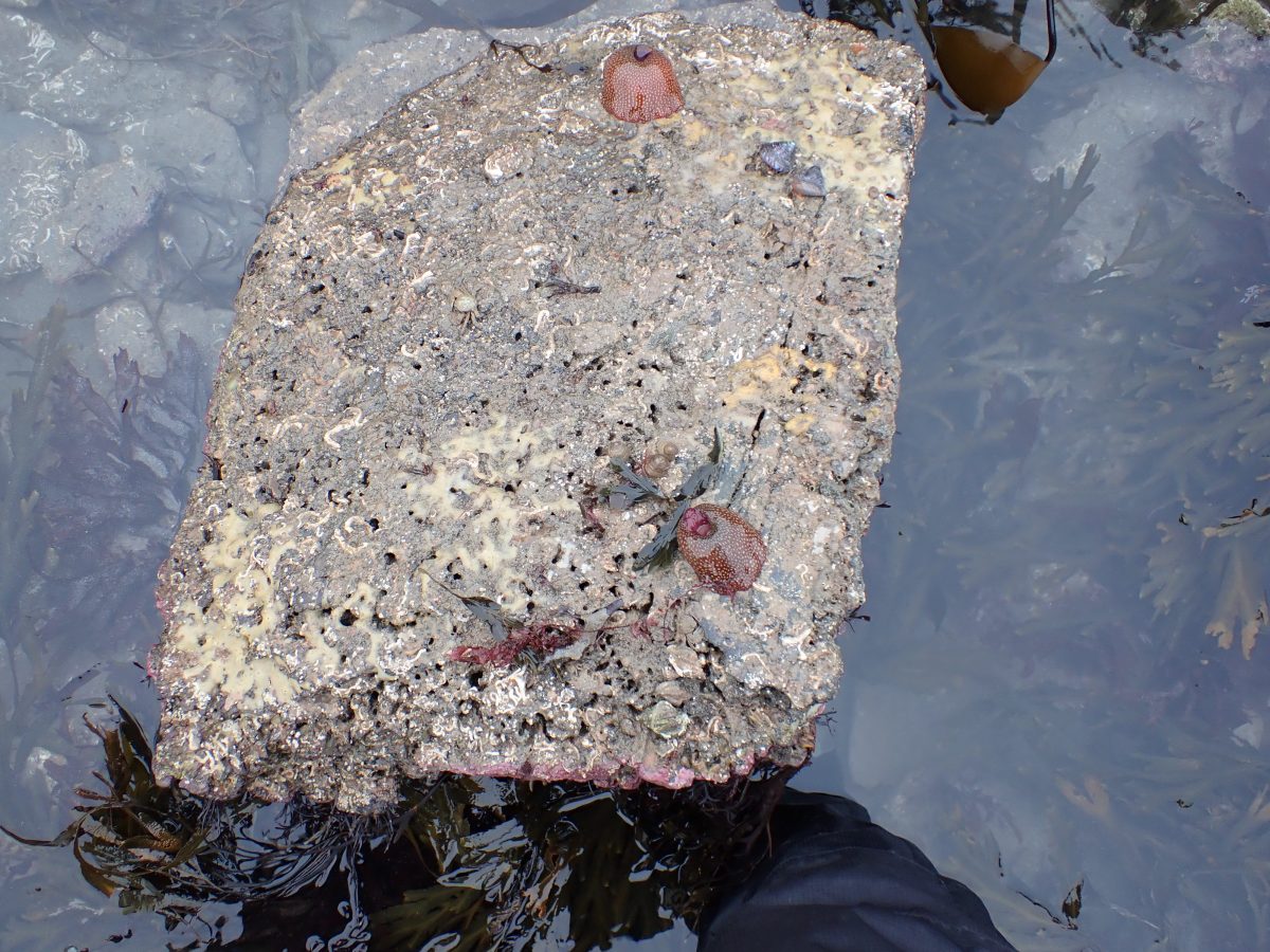 The Surprising Mini-World of Rock Pool Insects | Cornish Rock Pools
