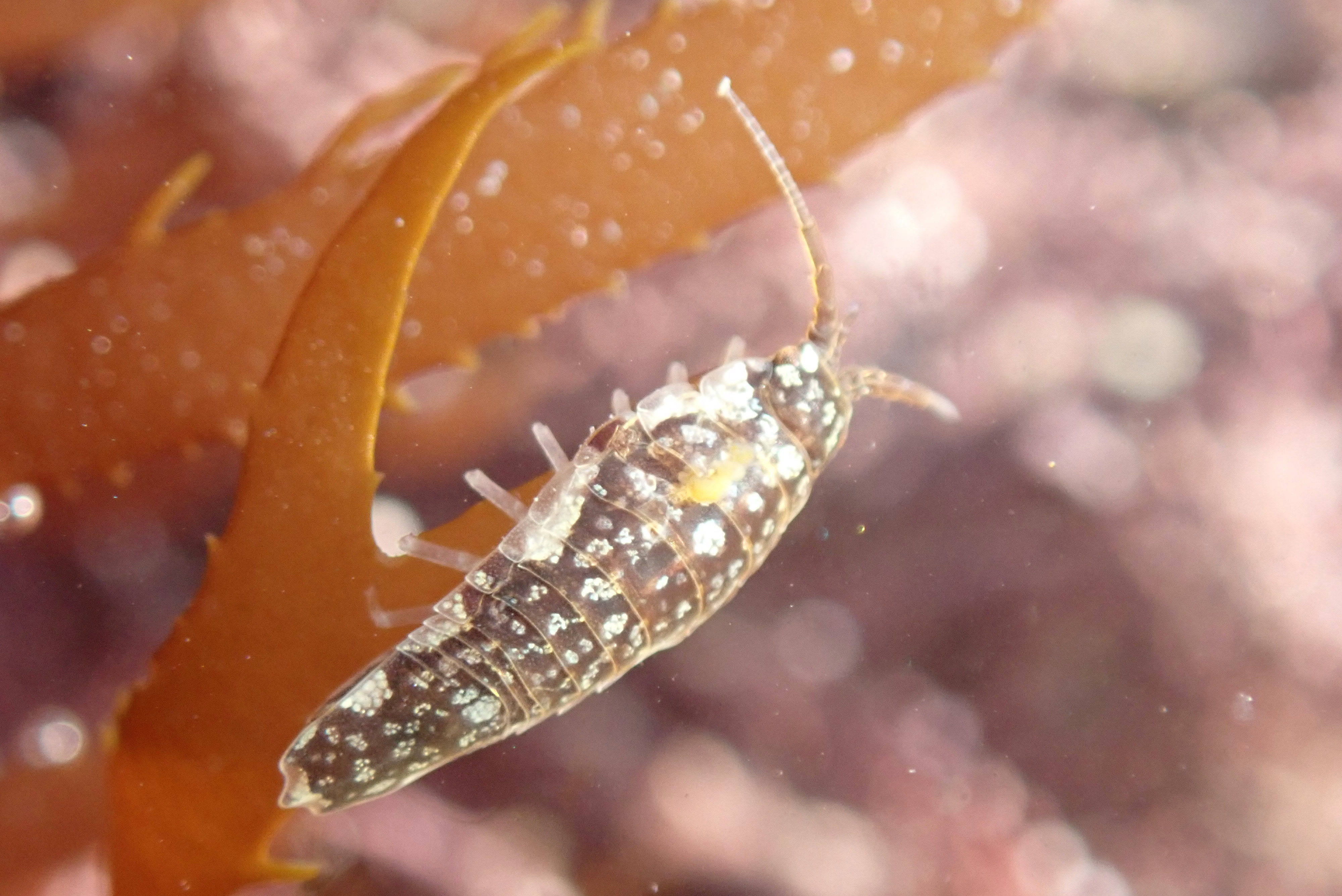 A Rainbow in the Cornish Rock Pools – Andrà tutto bene! – Cornish Rock ...