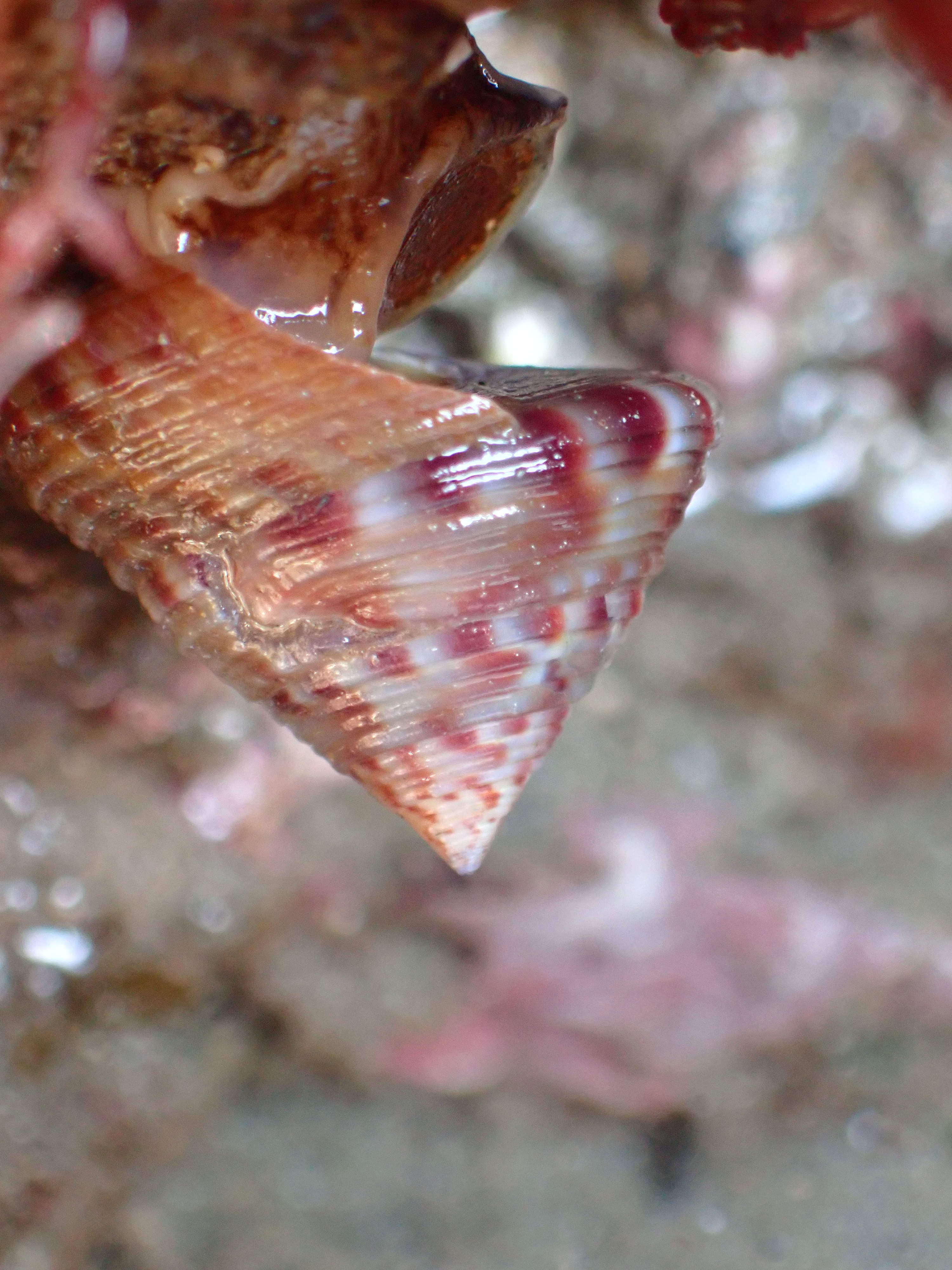 A Rainbow in the Cornish Rock Pools – Andrà tutto bene! – Cornish Rock ...