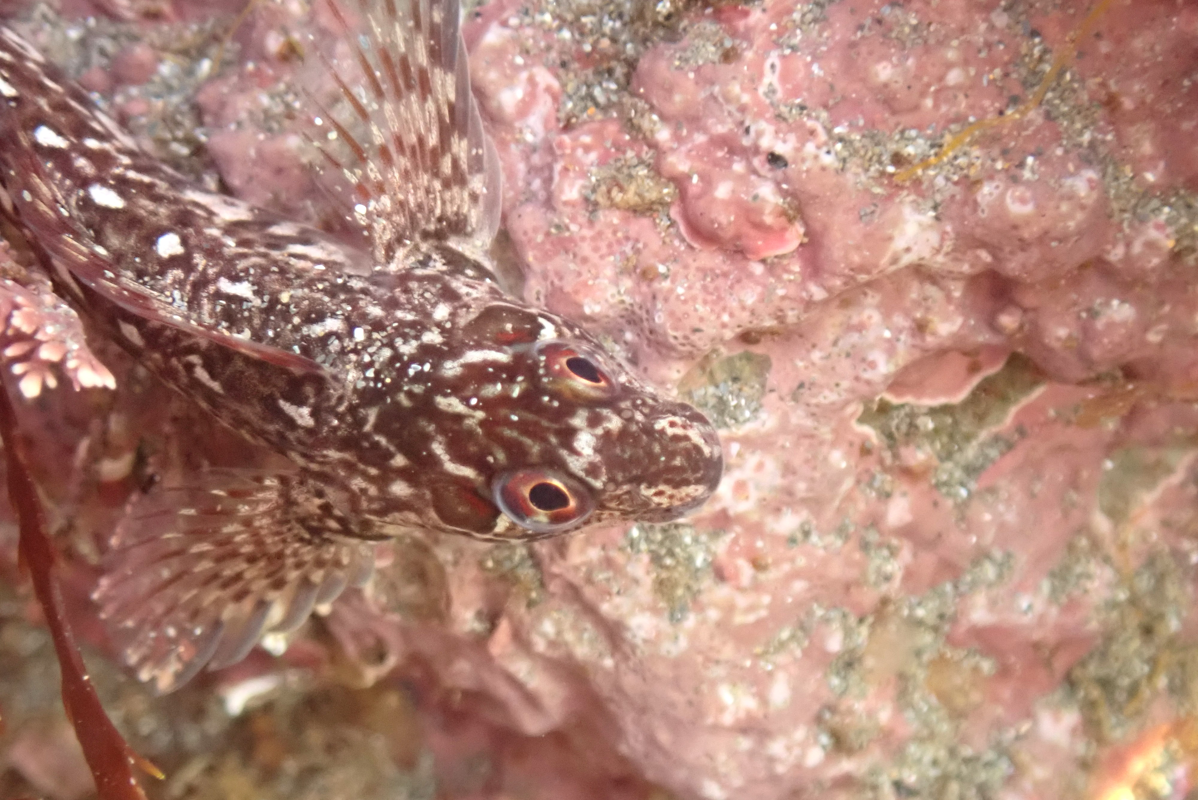 A Rainbow in the Cornish Rock Pools – Andrà tutto bene! – Cornish Rock ...