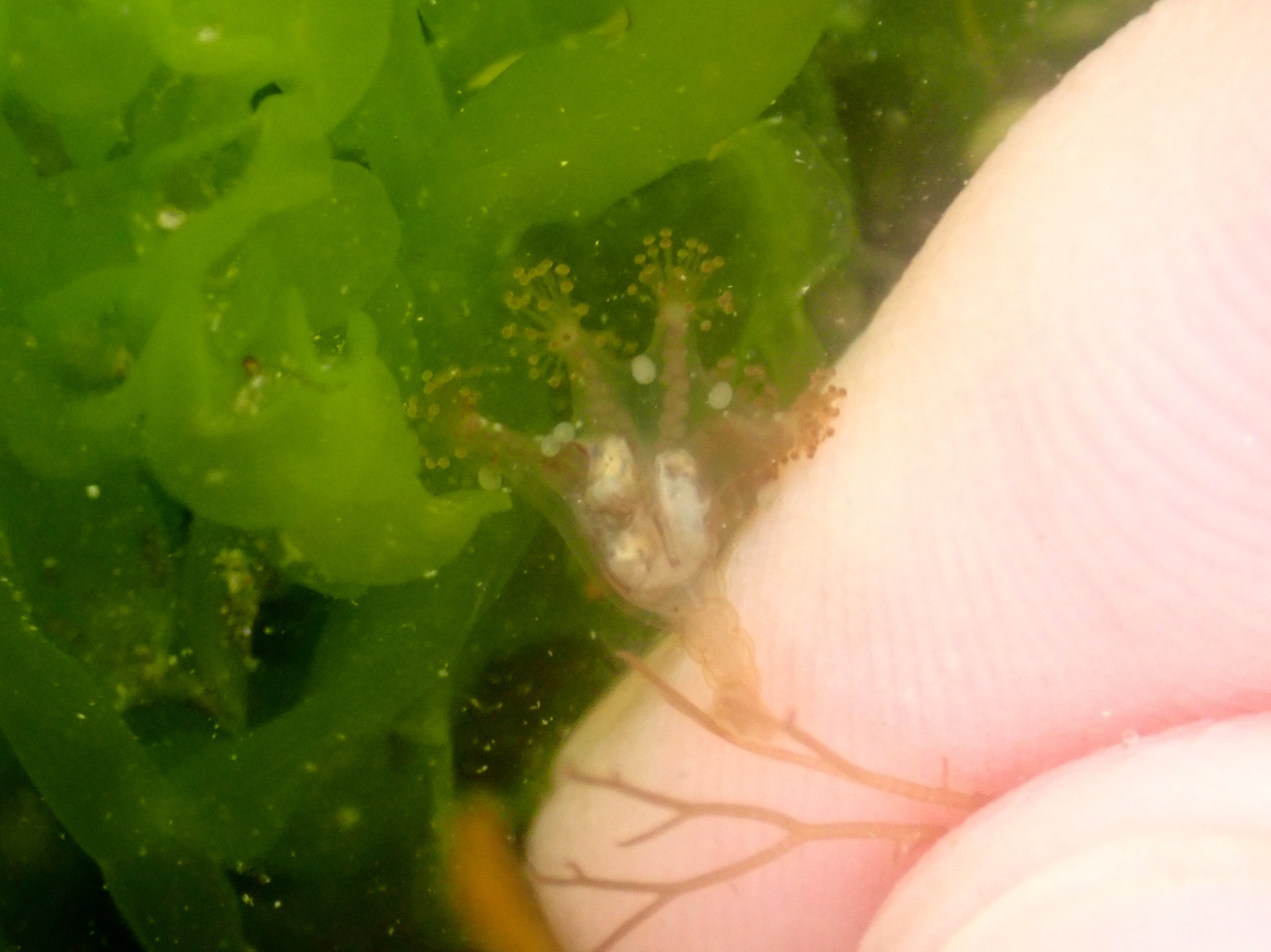 Introducing the Rock Pool Project and the ‘Rocket Jelly’ – Cornish Rock ...