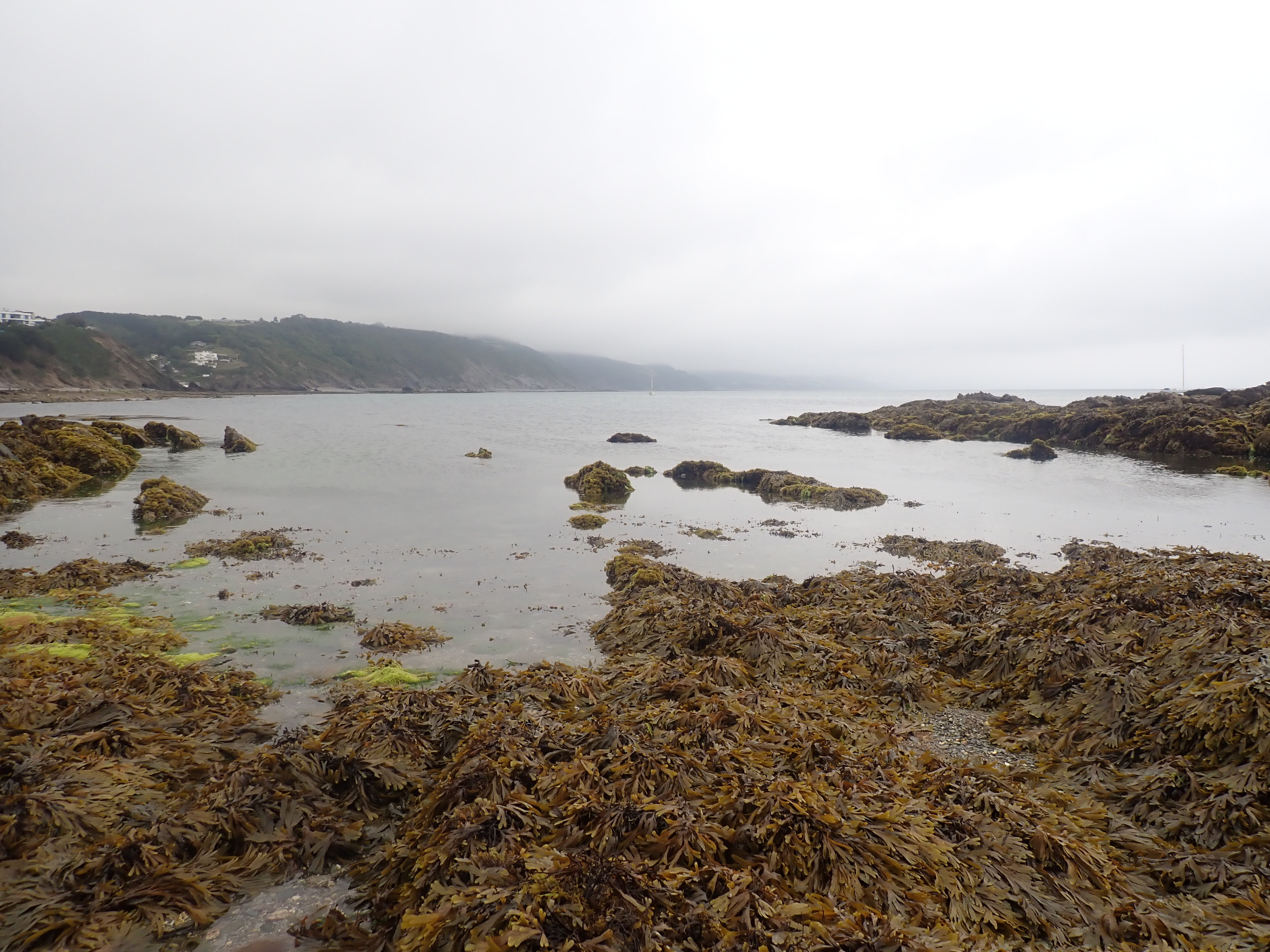 Introducing the Rock Pool Project and the ‘Rocket Jelly’ – Cornish Rock ...