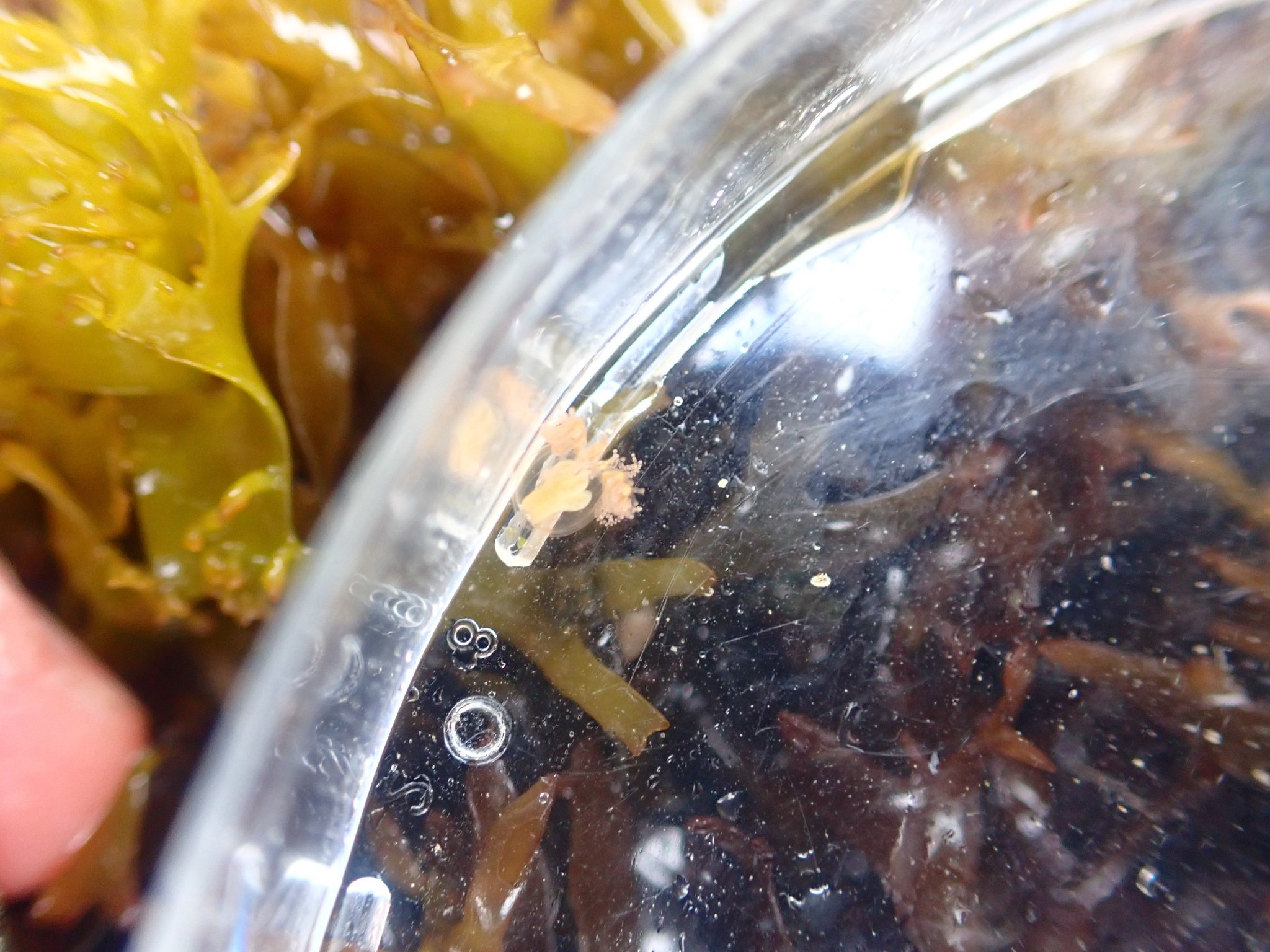 Introducing the Rock Pool Project and the ‘Rocket Jelly’ – Cornish Rock ...