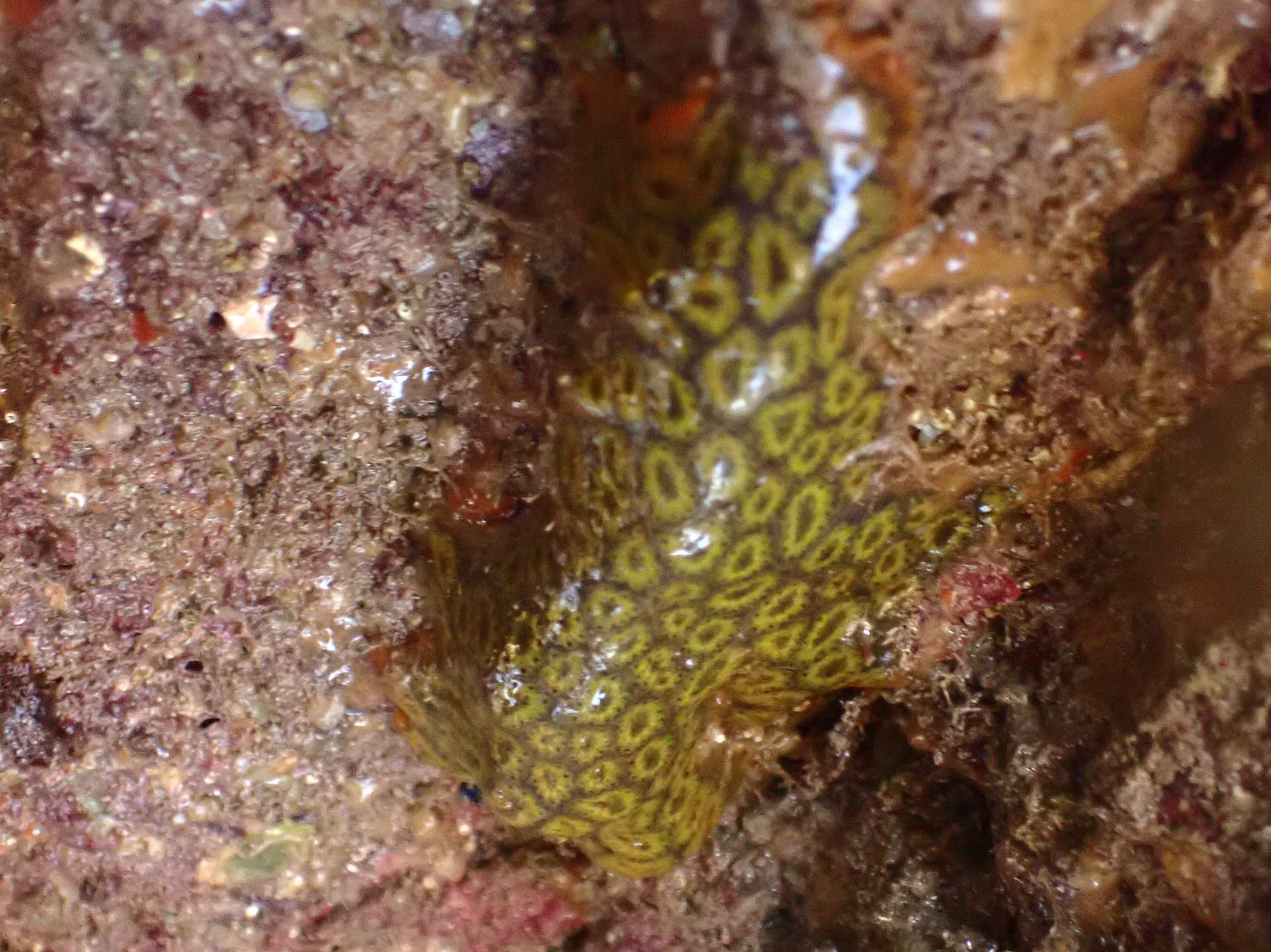 Introducing the Rock Pool Project and the ‘Rocket Jelly’ – Cornish Rock ...