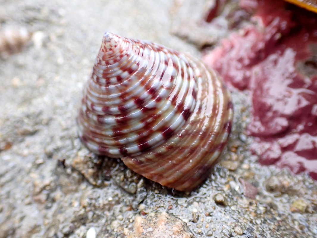 Seashell Collecting – Cornish Rock Pools