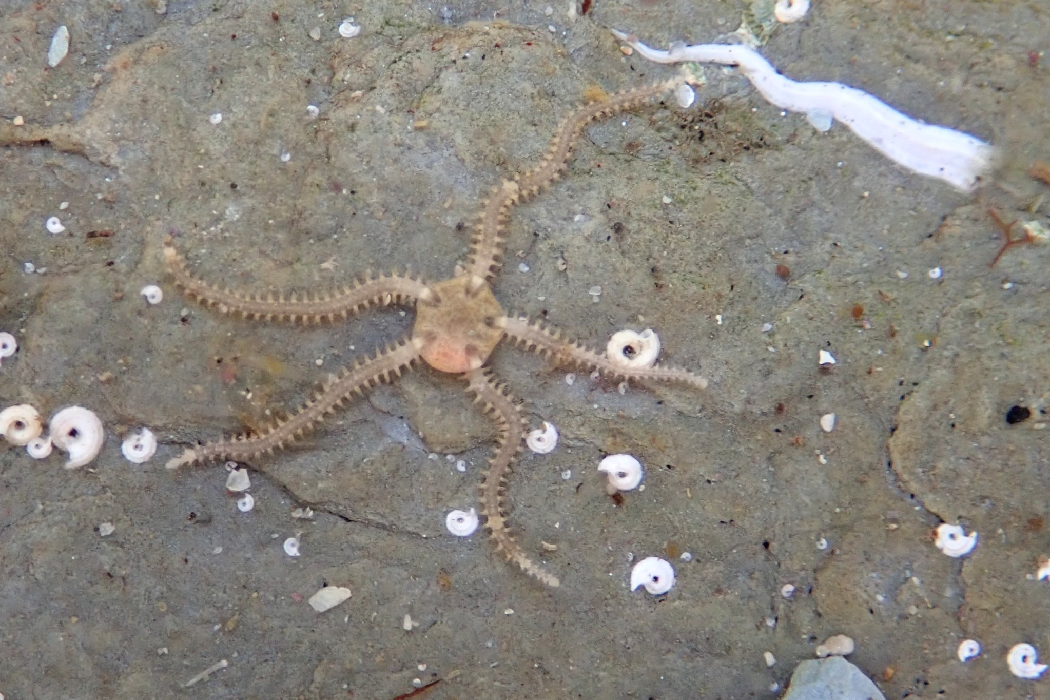 What Starfish Have I Found? – Cornish Rock Pools