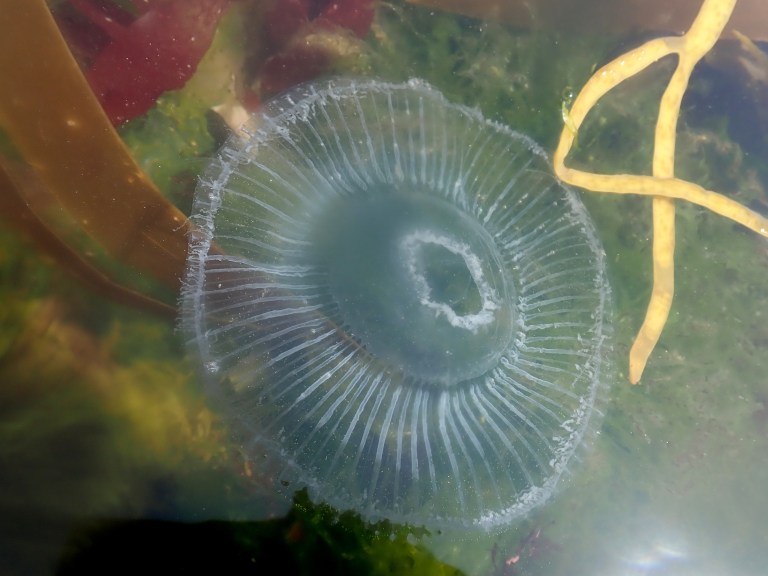 A Swim Over The Rock Pools – Cornish Rock Pools