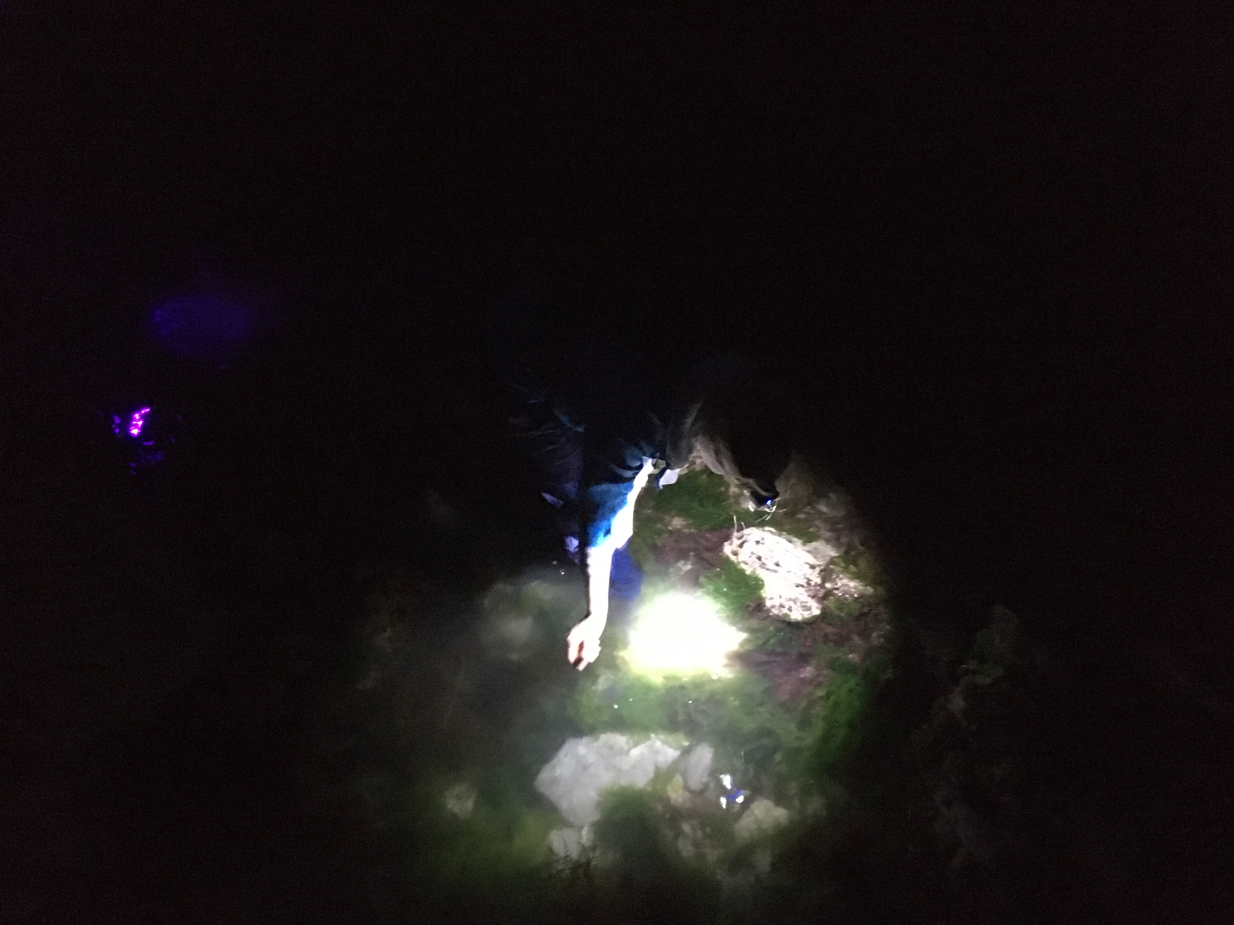 A Night Out In The Rock Pools – Cornish Rock Pools