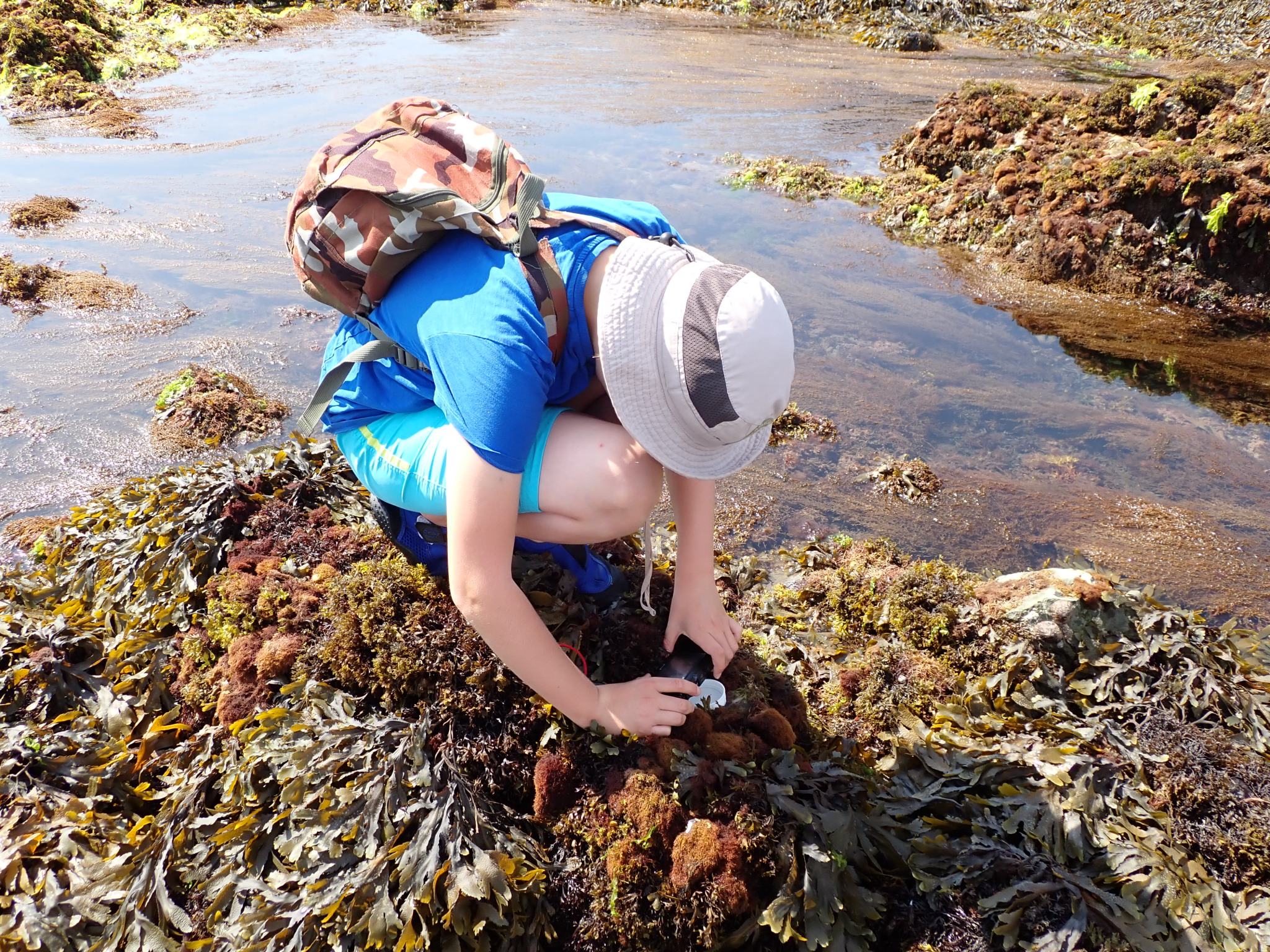 Cornish Rock Pools – For everyone who loves Cornwall's rock pools ...