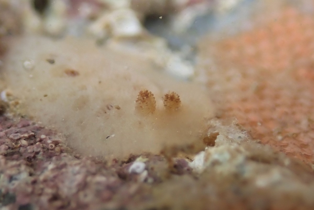 Wonderful Worms and Other Squidgy Things at Prisk Cove | Cornish Rock Pools