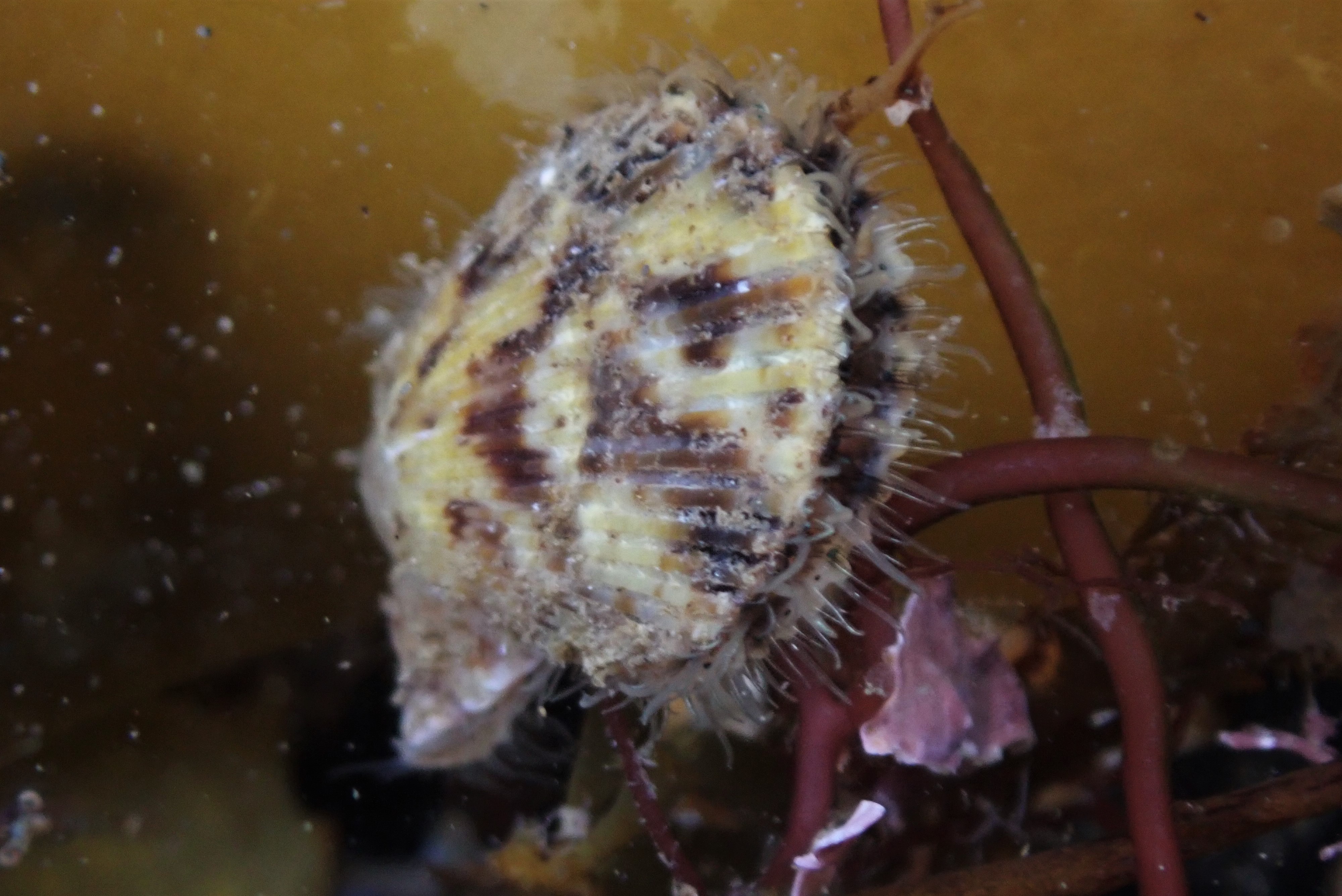 Starfish, Urchins and Sea Cucumbers – Cornish Rock Pools