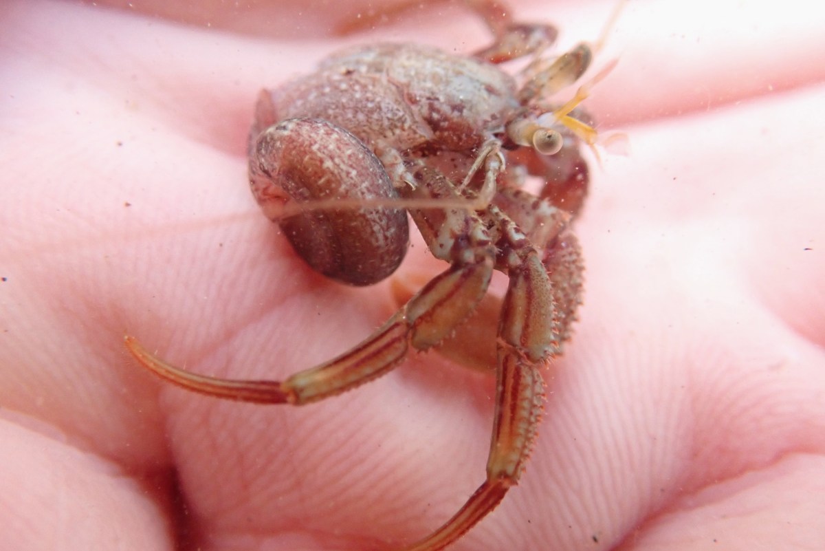 Rock Pool Highlights in Looe | Cornish Rock Pools