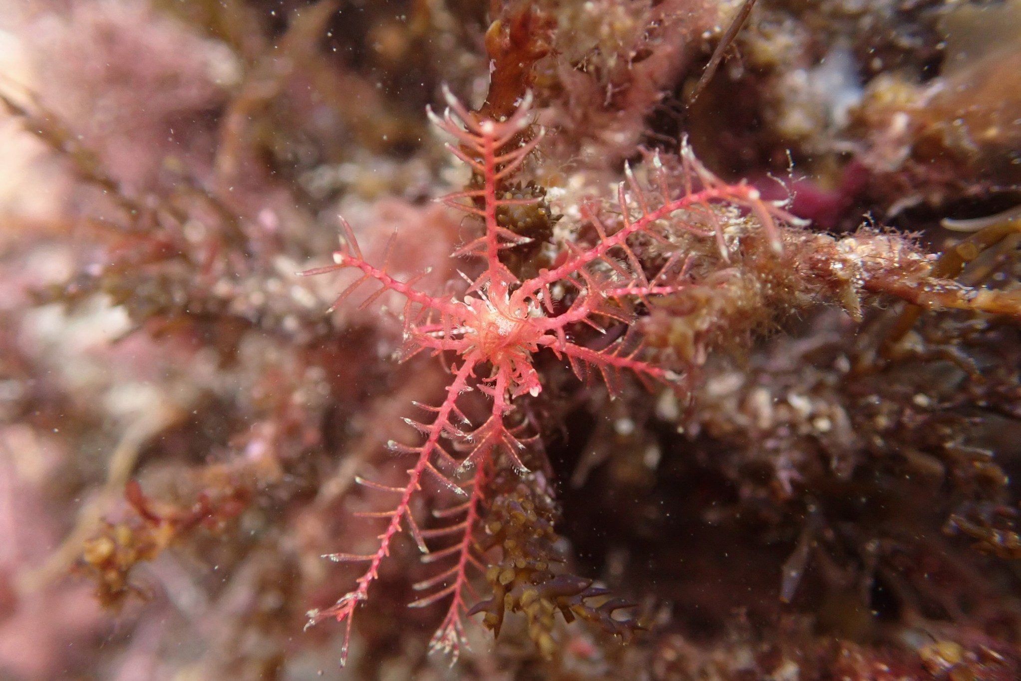 Wishing on a Rosy Feather Star – Cornish Rock Pools