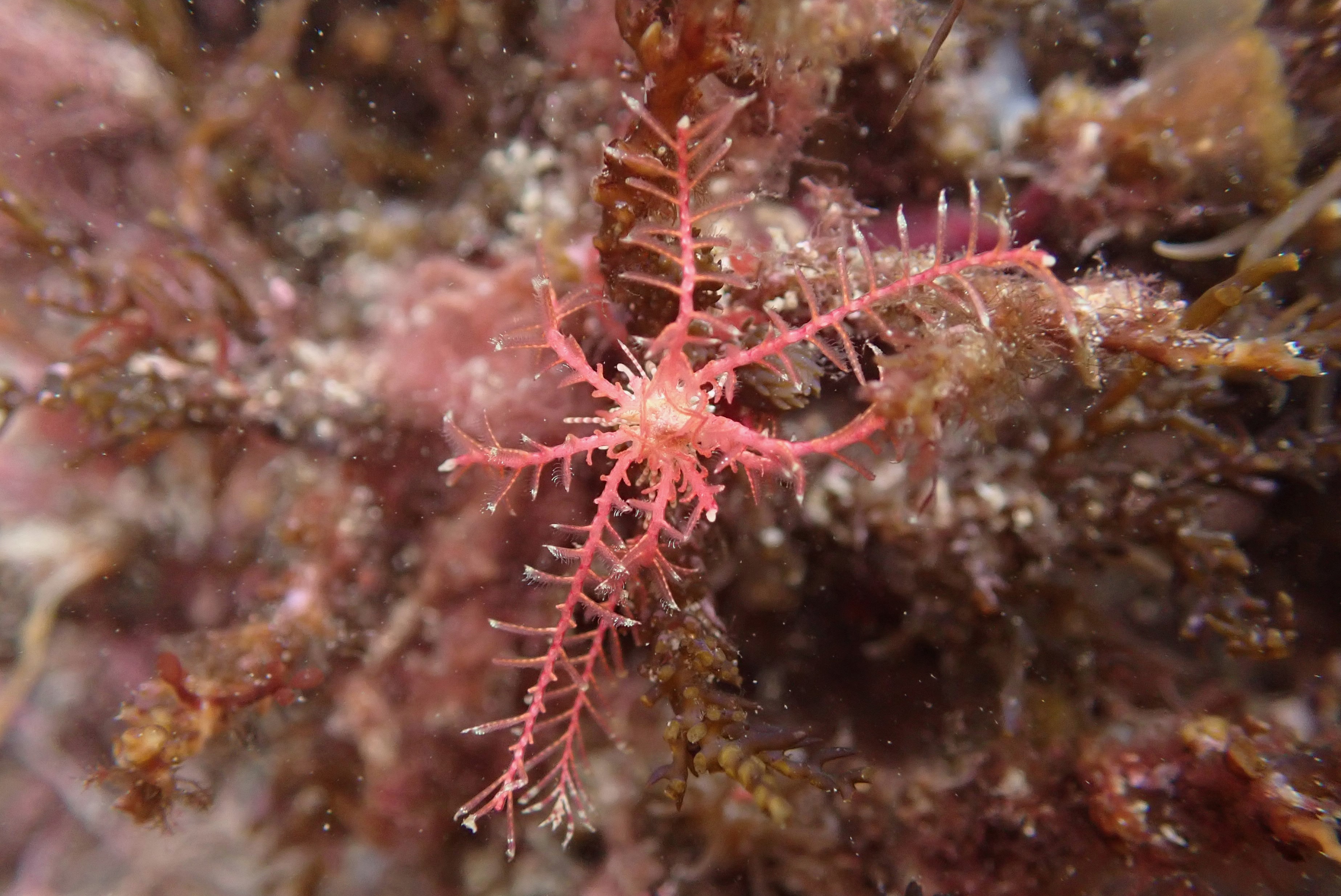 Wishing on a Rosy Feather Star – Cornish Rock Pools