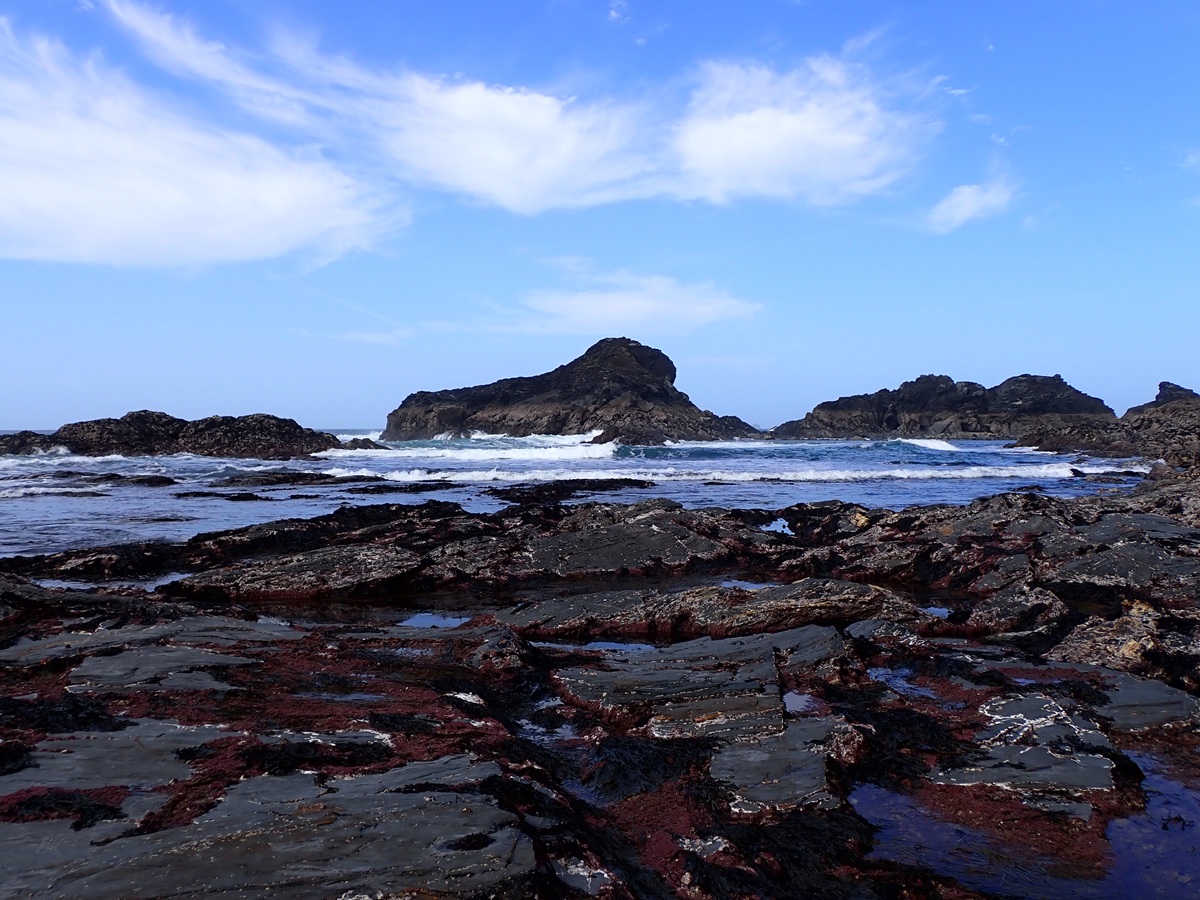 At Home in the Rock Pools – Cornish Rock Pools
